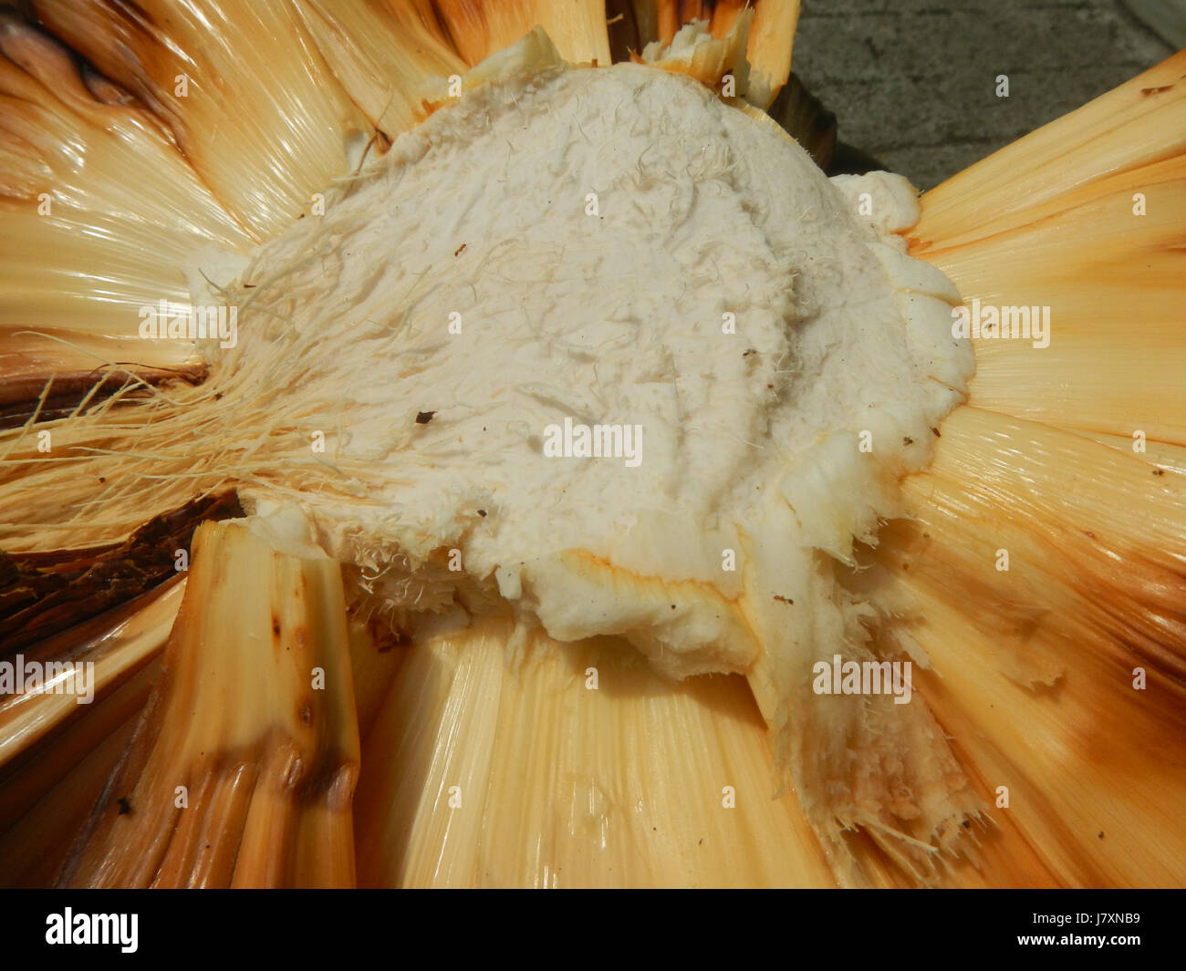 Mangrove forest in swampy area hi-res stock photography and images - Alamy