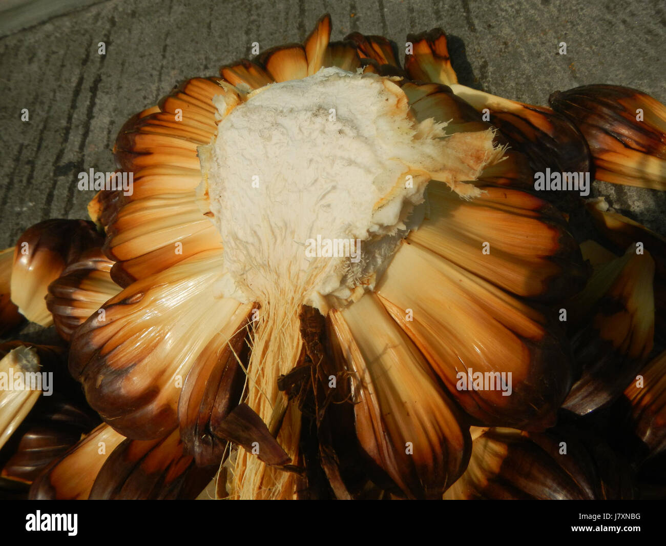 The seeds of Nypa fruticans, commonly known as nipa palm, are found in ...