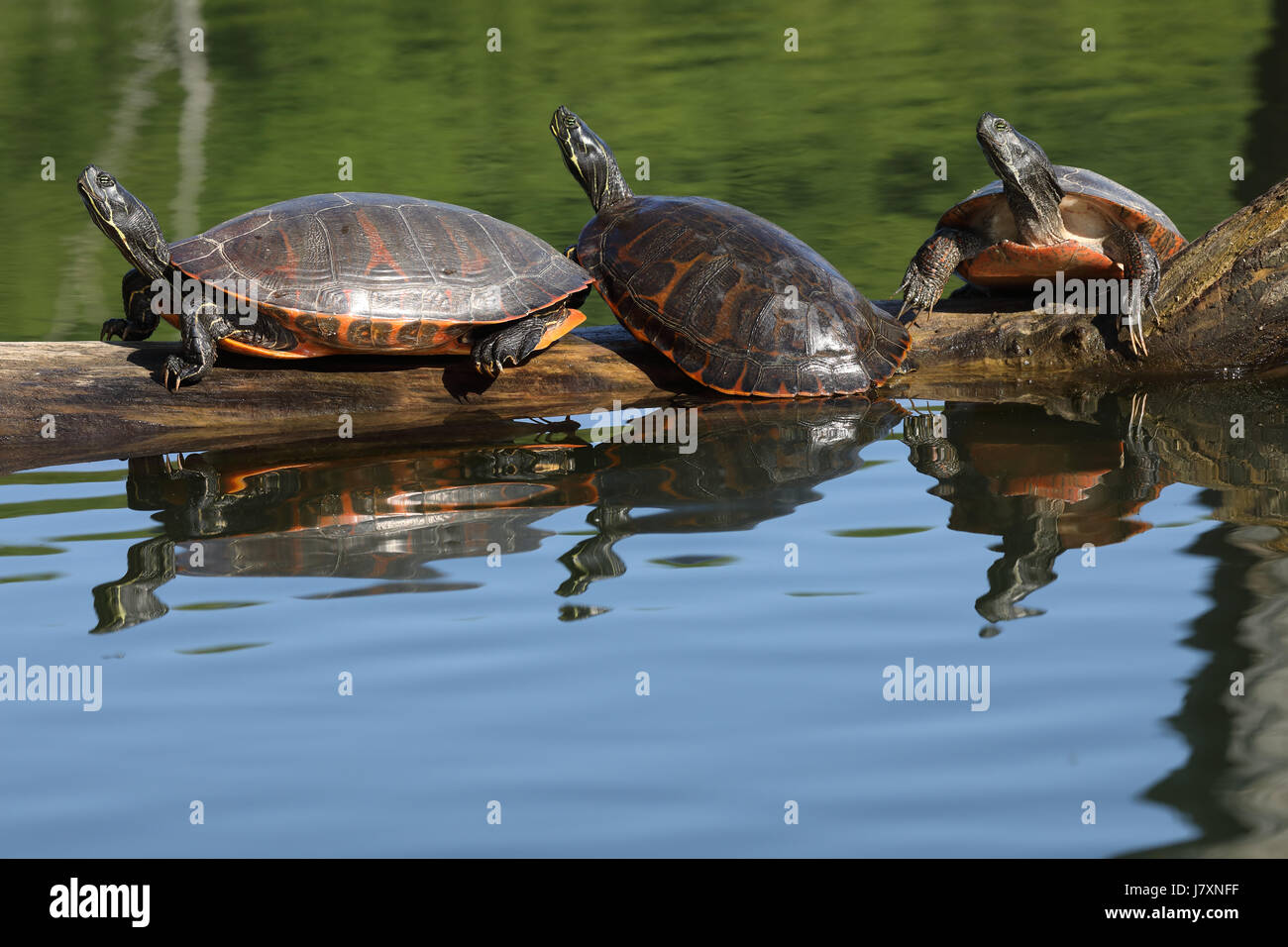 Iucn redlist hi-res stock photography and images - Alamy