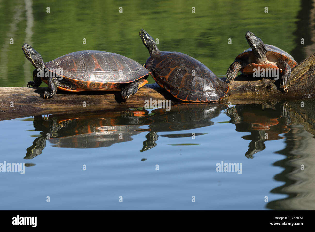 northern red-bellied turtles (Pseudemys rubriventris), Maryland ...