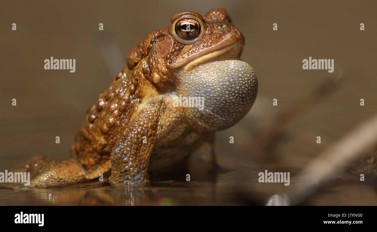 American toad (Anaxyrus americanus Stock Photo - Alamy