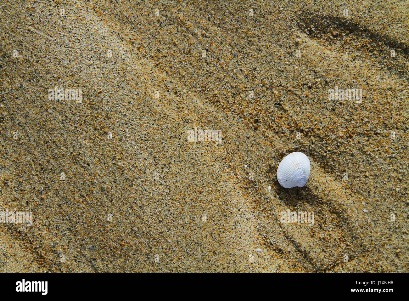 Shell on sand Stock Photo - Alamy