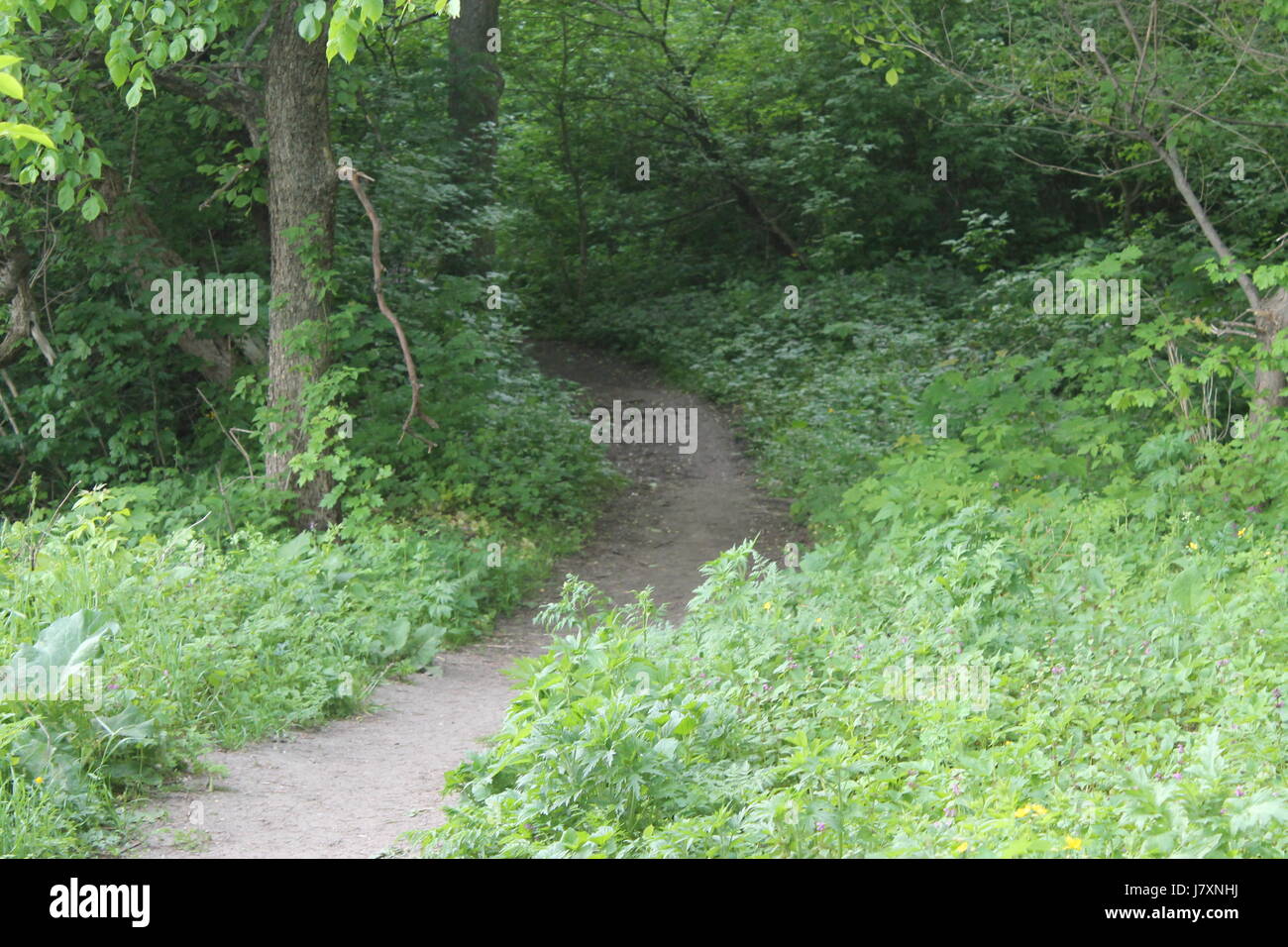 Road in forest. Nature green background Stock Photo - Alamy