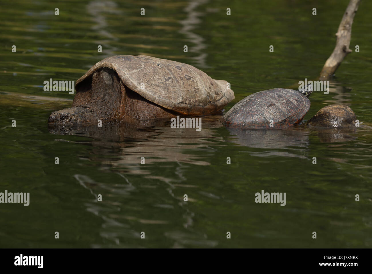 Snapping turtle, Chelydra serpentina, basking on log, with red-bellied ...