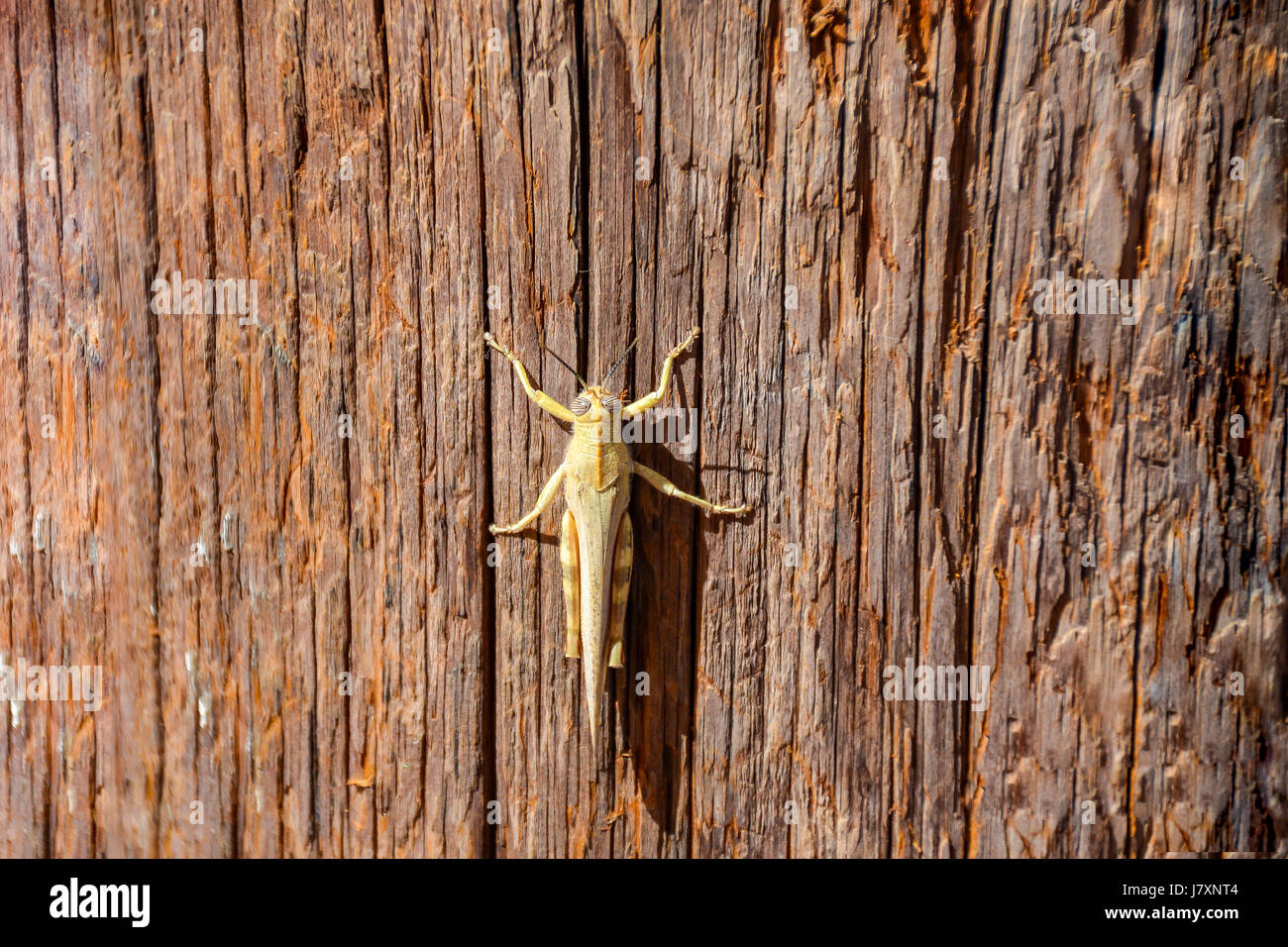 Desert locust background, natural, brown legs animal Stock Photo - Alamy