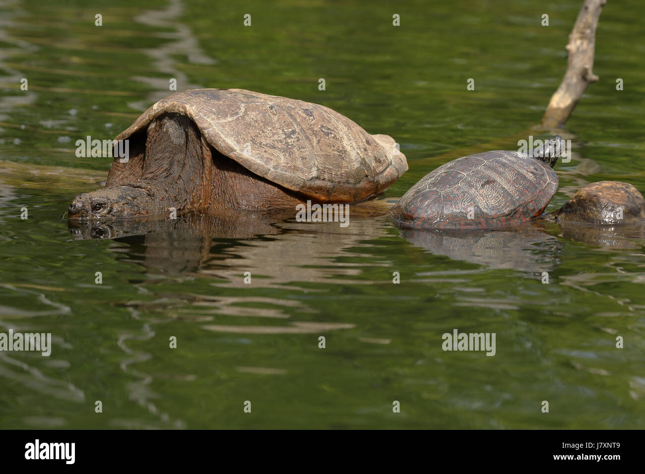 Snapping turtle, Chelydra serpentina, basking on log, with red-bellied ...
