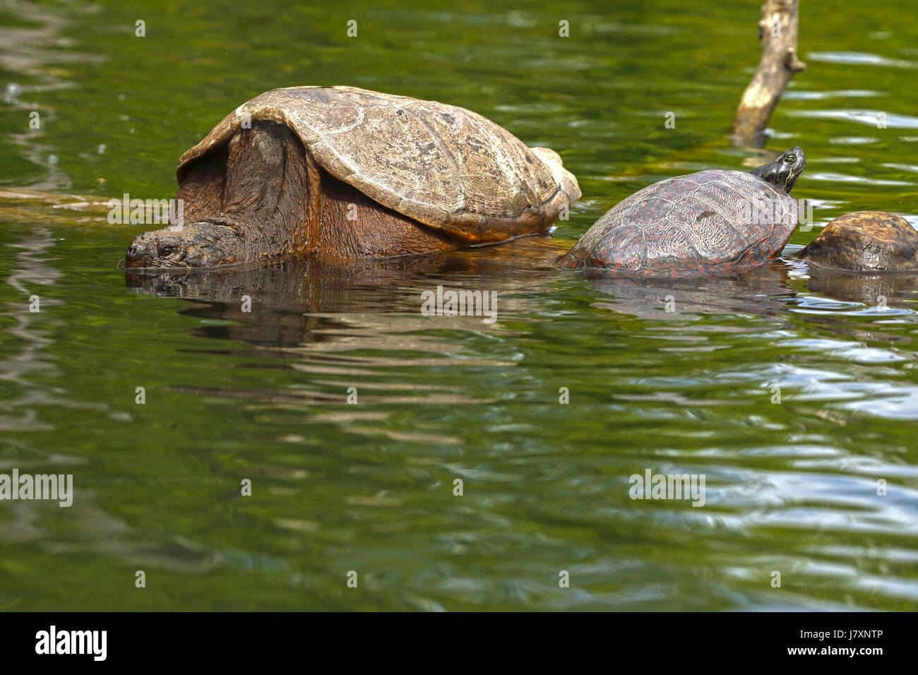 Snapping turtle behaviour hi-res stock photography and images - Alamy