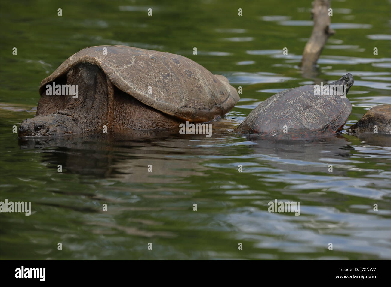 Snapping turtle, Chelydra serpentina, basking on log, with red-bellied ...