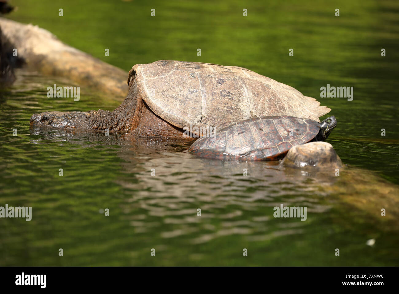 Snapping turtle behaviour hi-res stock photography and images - Alamy