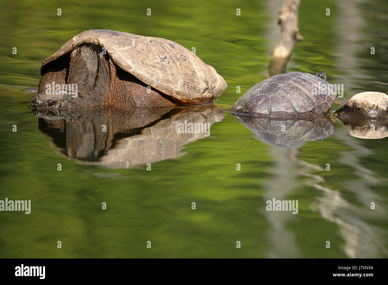 Snapping turtle, Chelydra serpentina, basking on log, with red-bellied ...