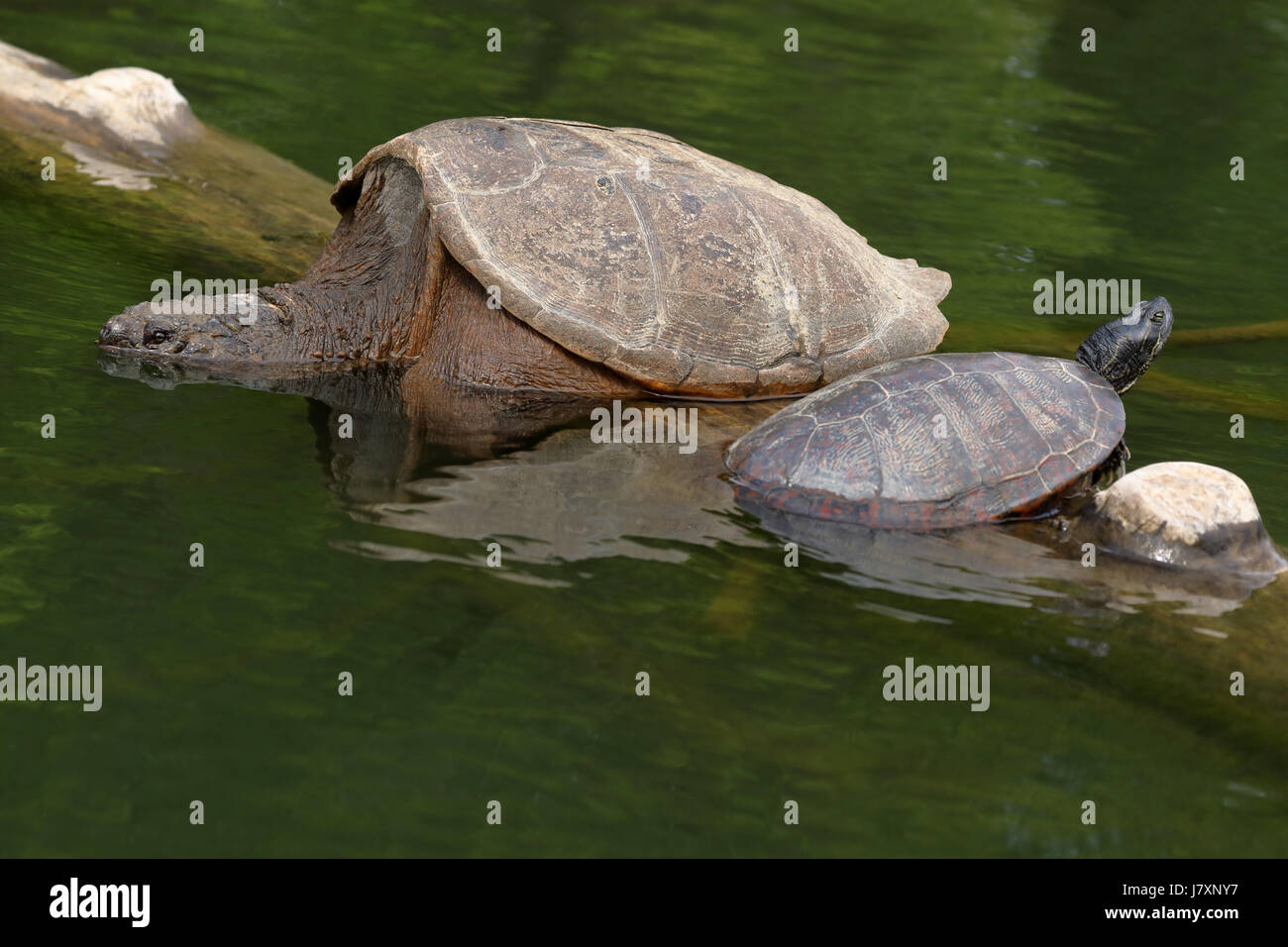 Snapping turtle, Chelydra serpentina, basking on log, with red-bellied ...