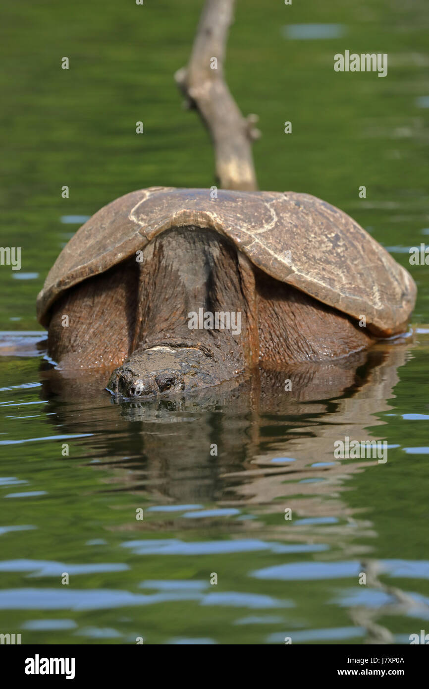 Snapping turtle, Chelydra serpentina, basking on log, with red-bellied ...