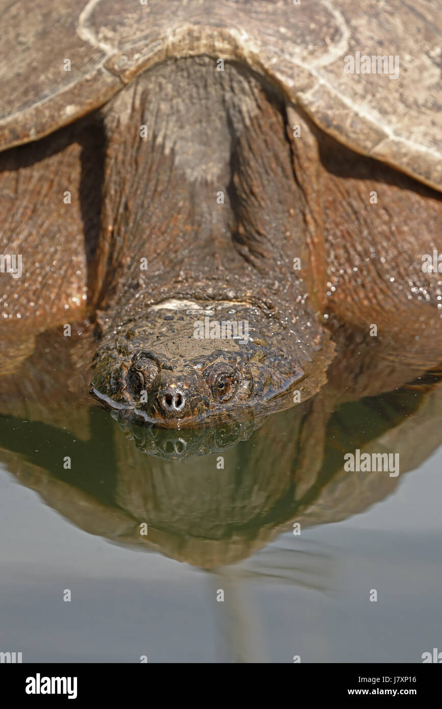 Snapping turtle, Chelydra serpentina, basking on log, with red-bellied ...