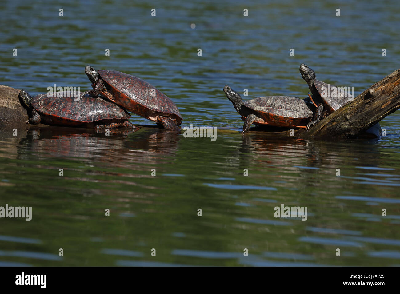 Redlist species hi-res stock photography and images - Alamy