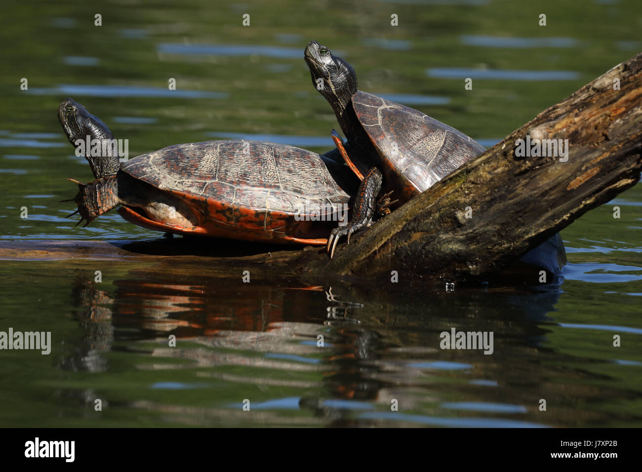 northern red-bellied turtles (Pseudemys rubriventris), Maryland ...