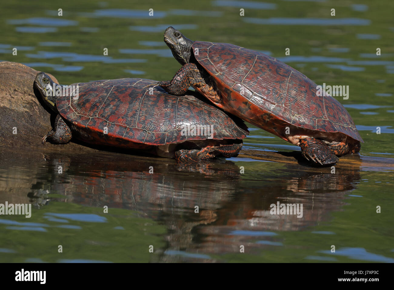 Redlist species hi-res stock photography and images - Alamy