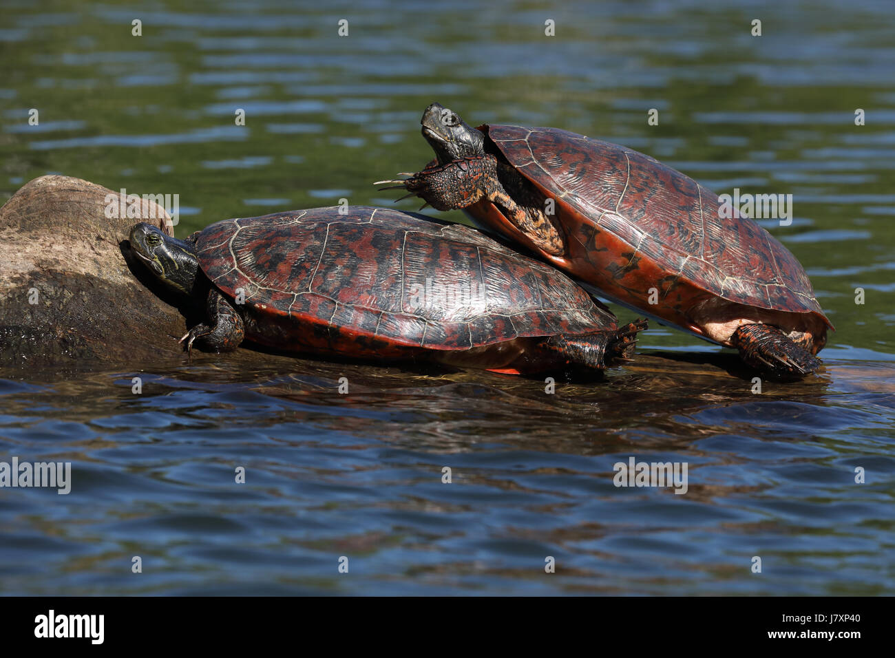 northern red-bellied turtles (Pseudemys rubriventris), Maryland ...