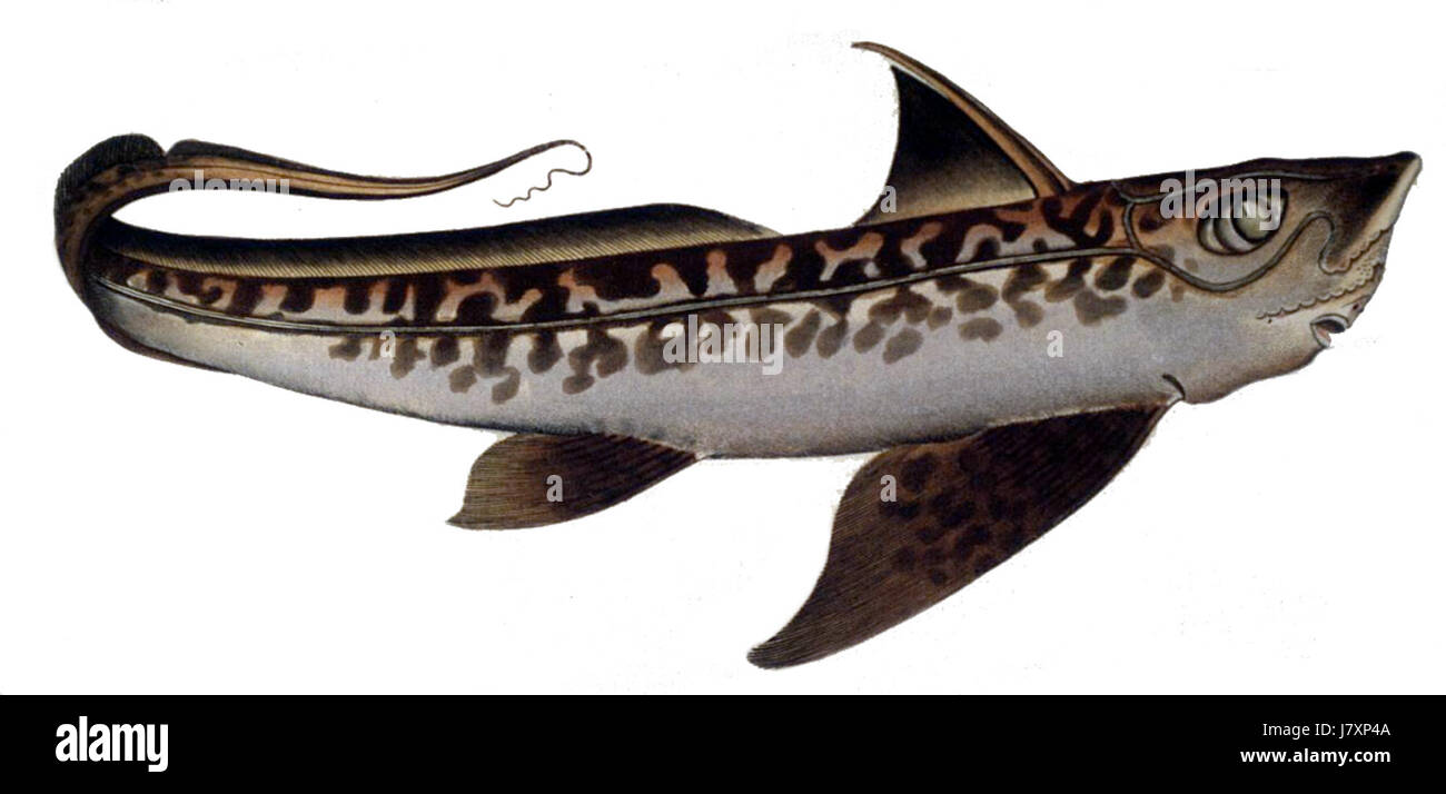 Chimaera species hi-res stock photography and images - Alamy
