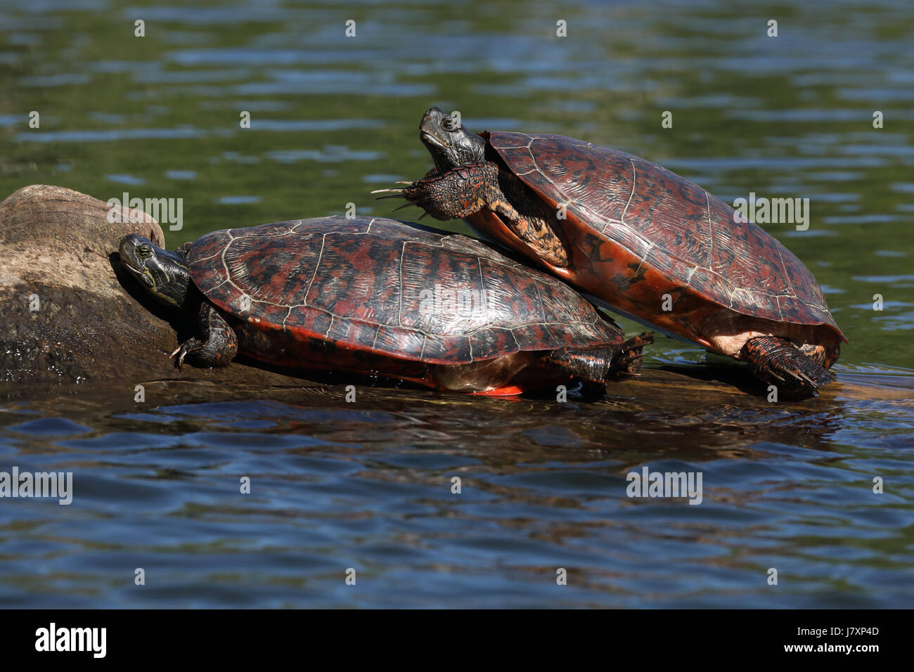 northern red-bellied turtles (Pseudemys rubriventris), Maryland ...