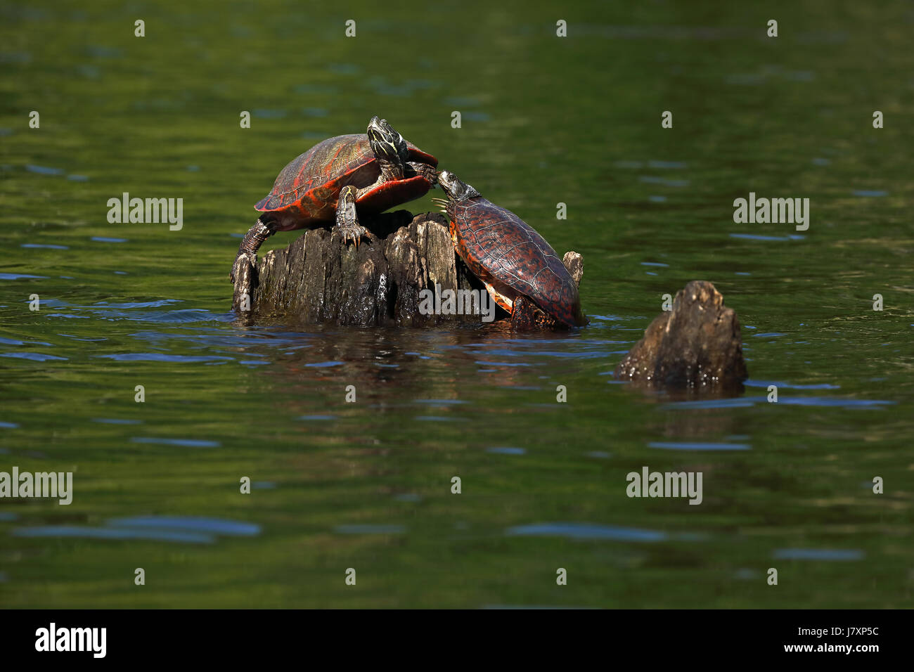 northern red-bellied turtles (Pseudemys rubriventris), Maryland ...
