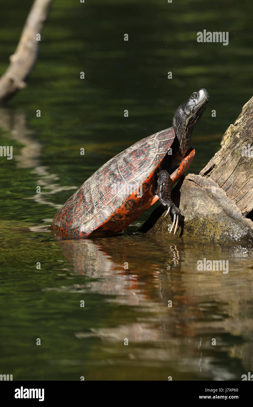 northern red-bellied turtles (Pseudemys rubriventris), Maryland ...
