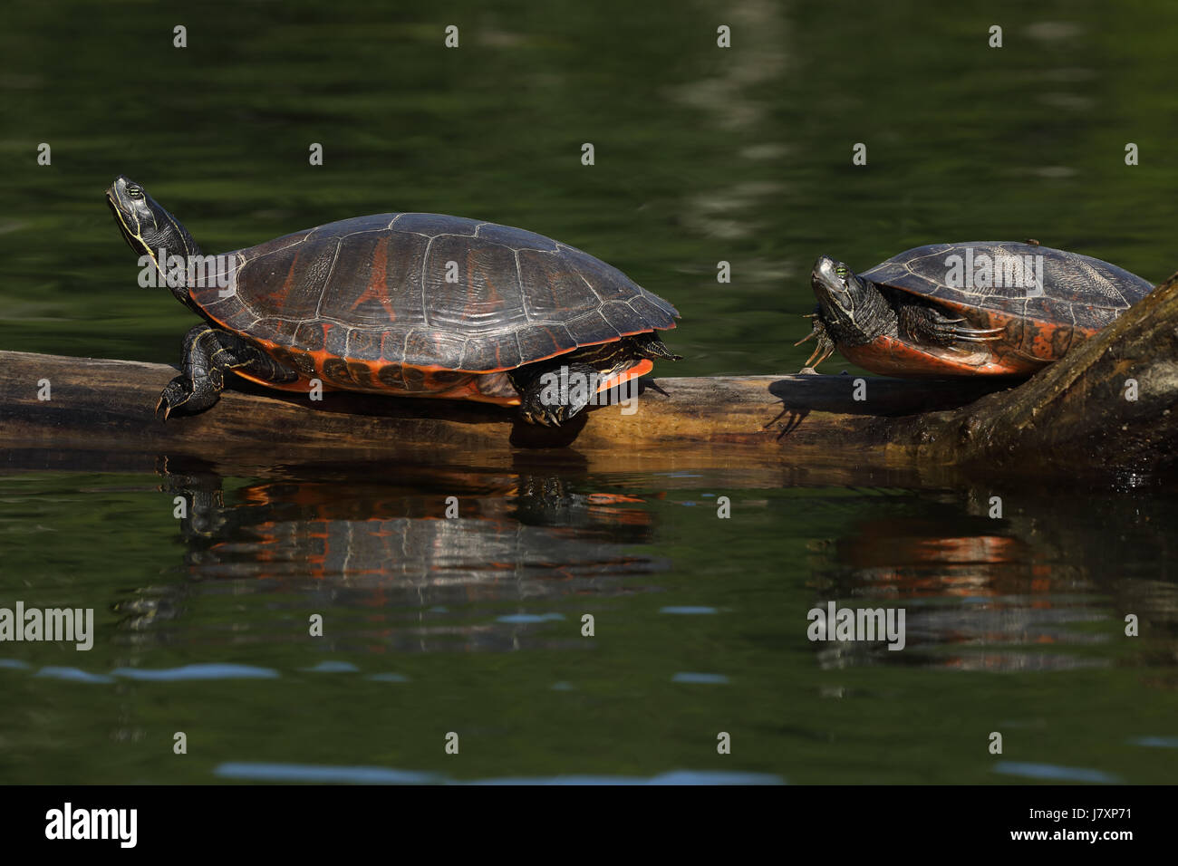 northern red-bellied turtles (Pseudemys rubriventris), Maryland ...