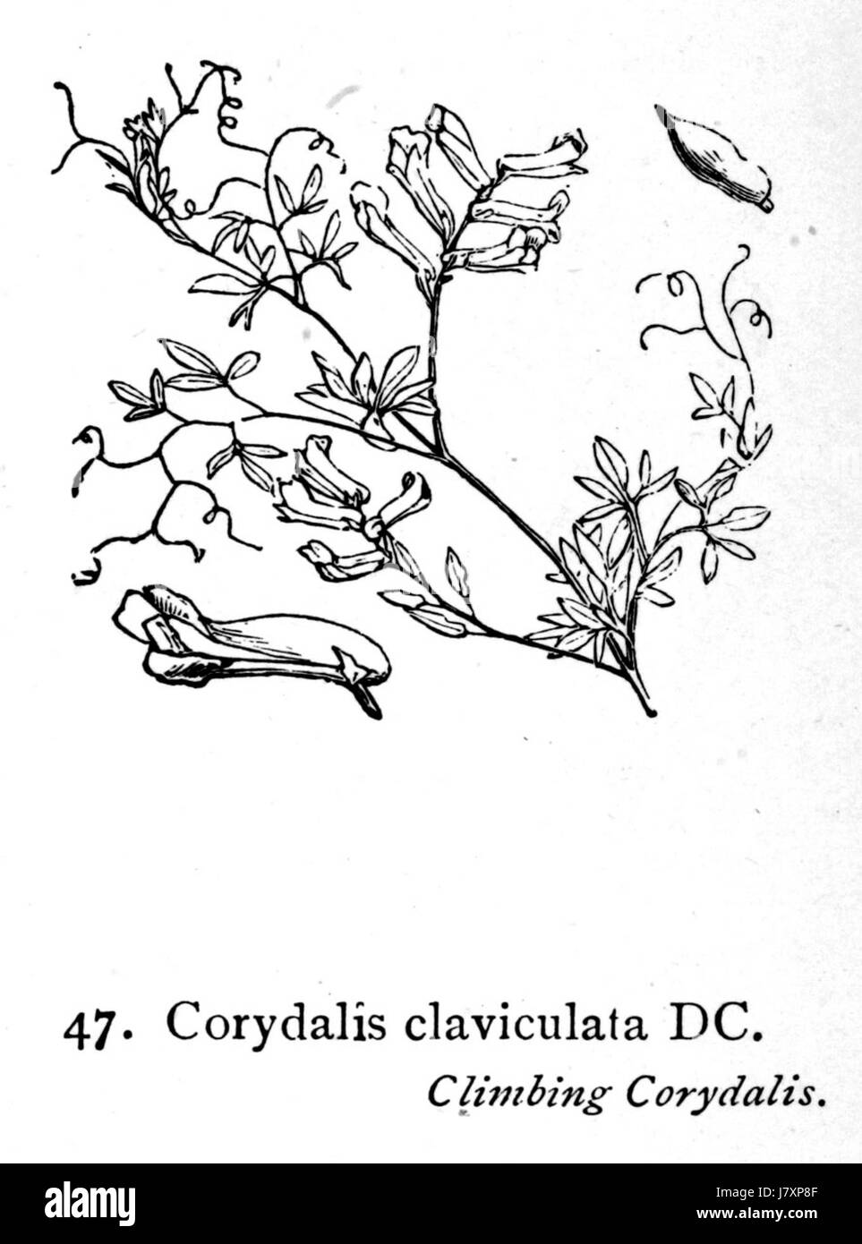 Importance of plant morphology in identification Black and White Stock ...