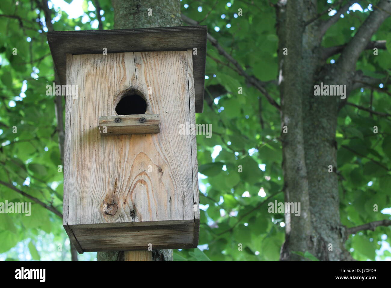 A birdhouse on a tree in a forest Stock Photo - Alamy