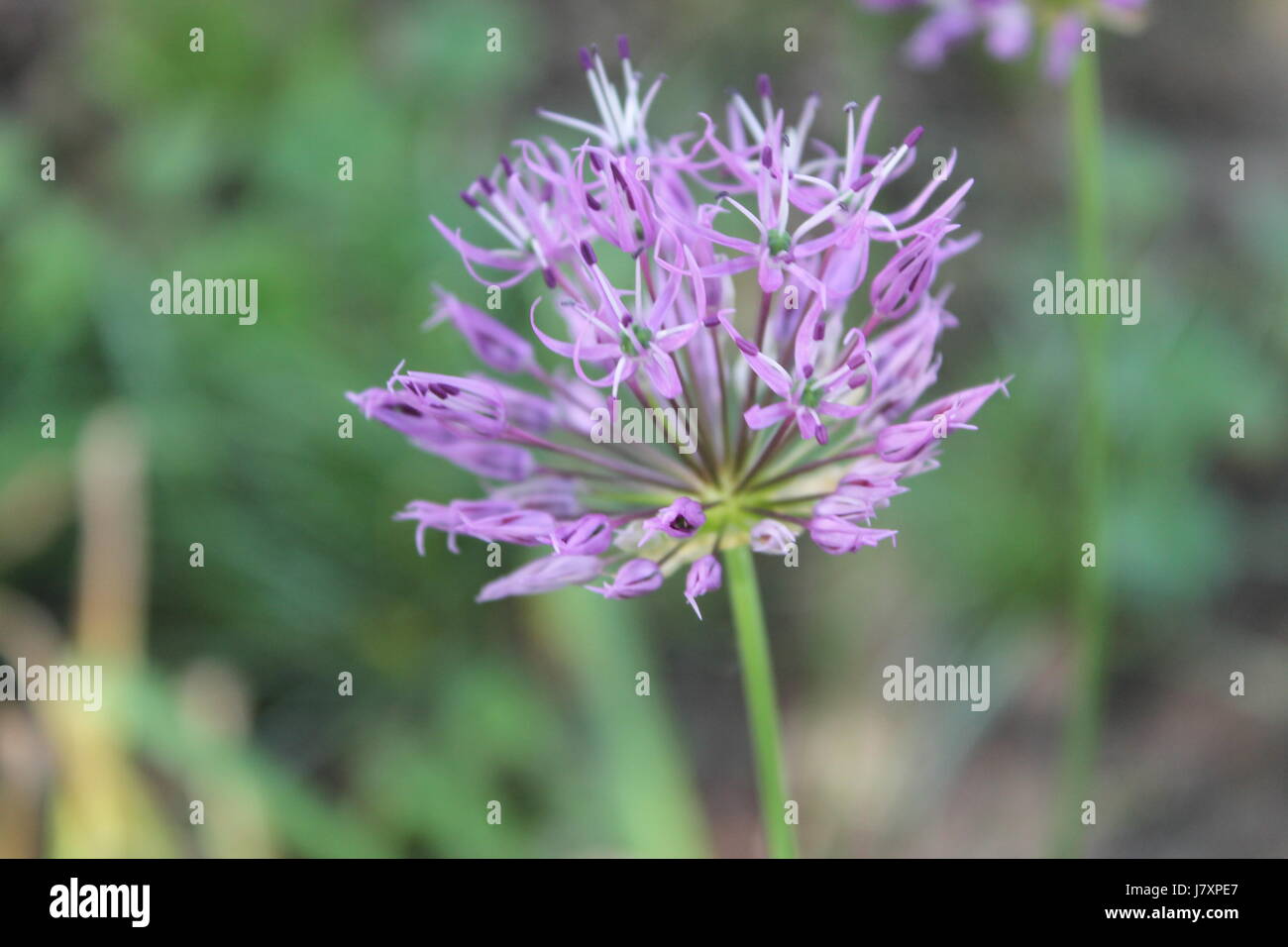 Flowerdew High Resolution Stock Photography and Images - Alamy