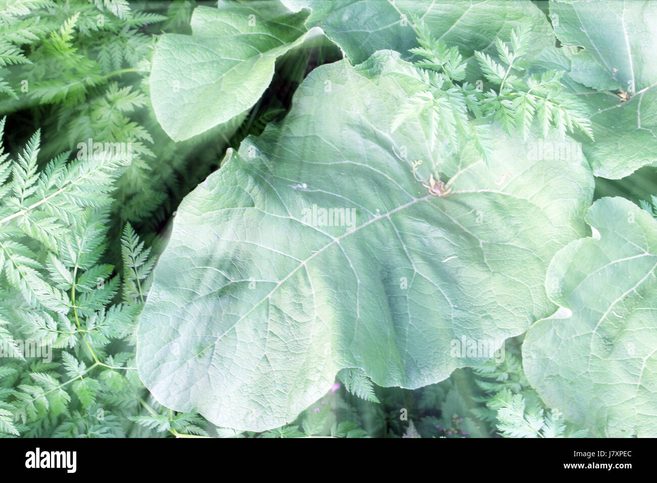 Magic leaves. Composition of leaves and rays Stock Photo - Alamy