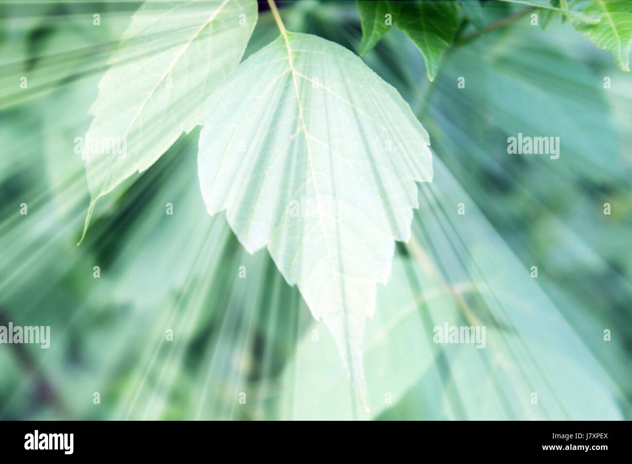 Magic leaves. Composition of leaves and rays Stock Photo - Alamy