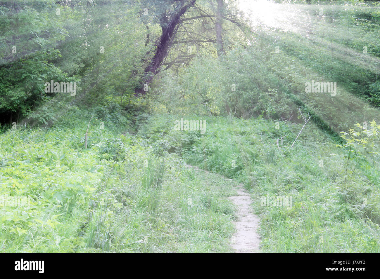 Magical road in the forest. Composition with rays of light Stock Photo ...