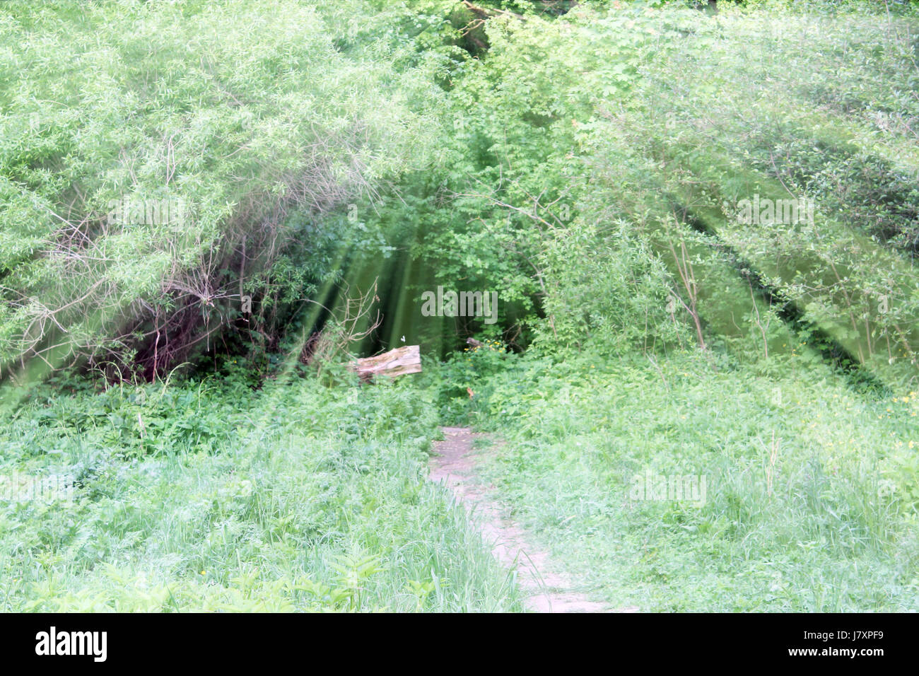 Magical road in the forest. Composition with rays of light Stock Photo ...