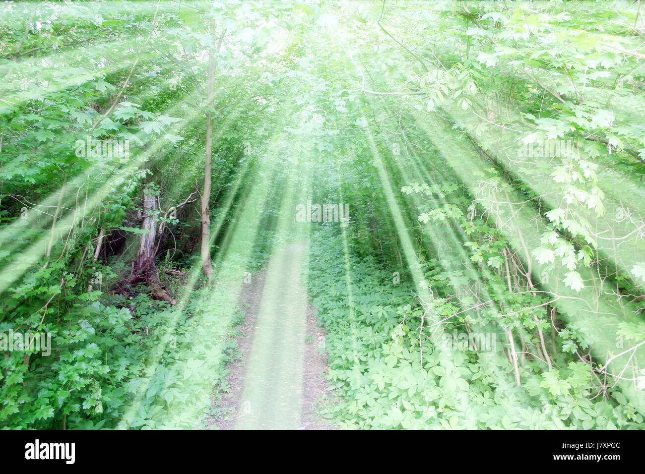 Magical road in the forest. Composition with rays of light Stock Photo ...