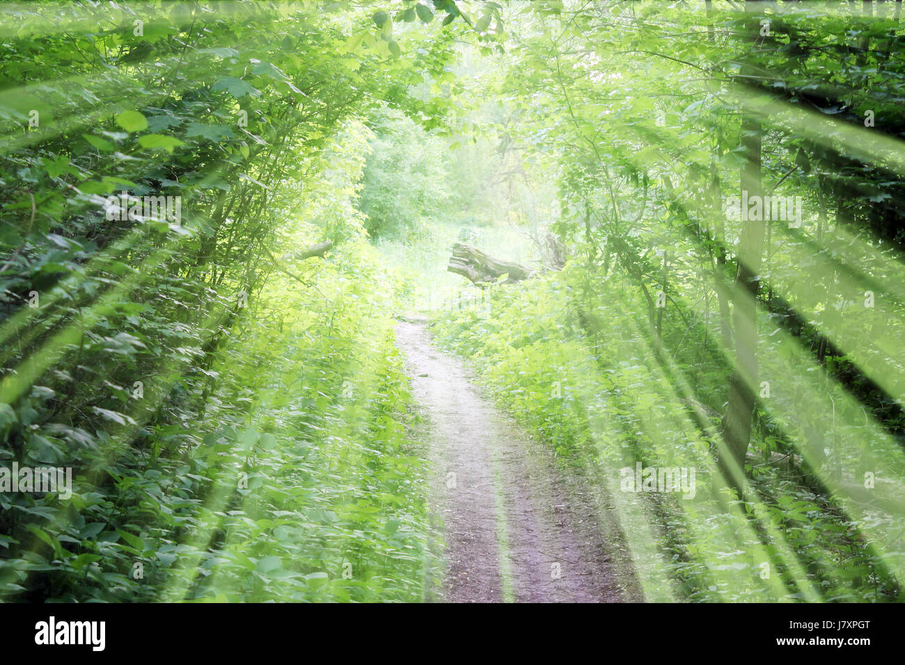 Magical road in the forest. Composition with rays of light Stock Photo ...