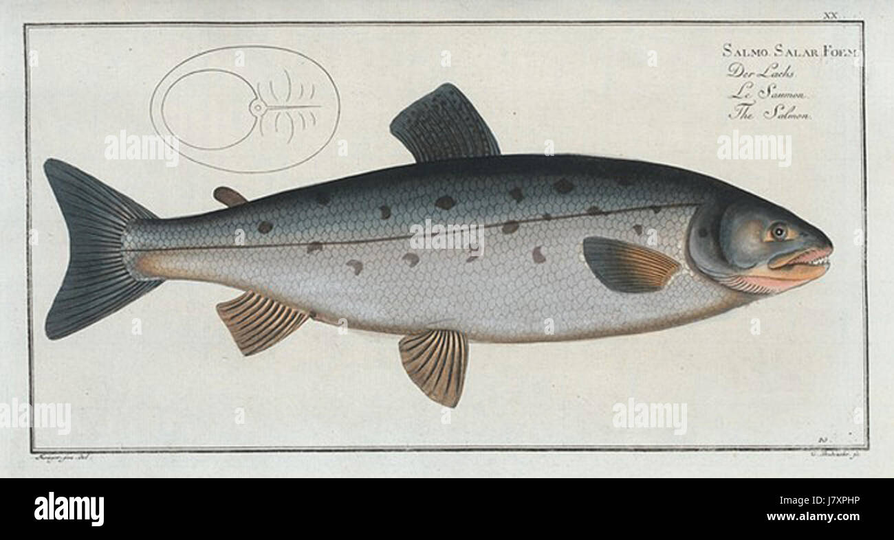 The engraving 'Salmo salar' by Bloch depicts the Atlantic salmon, an ...