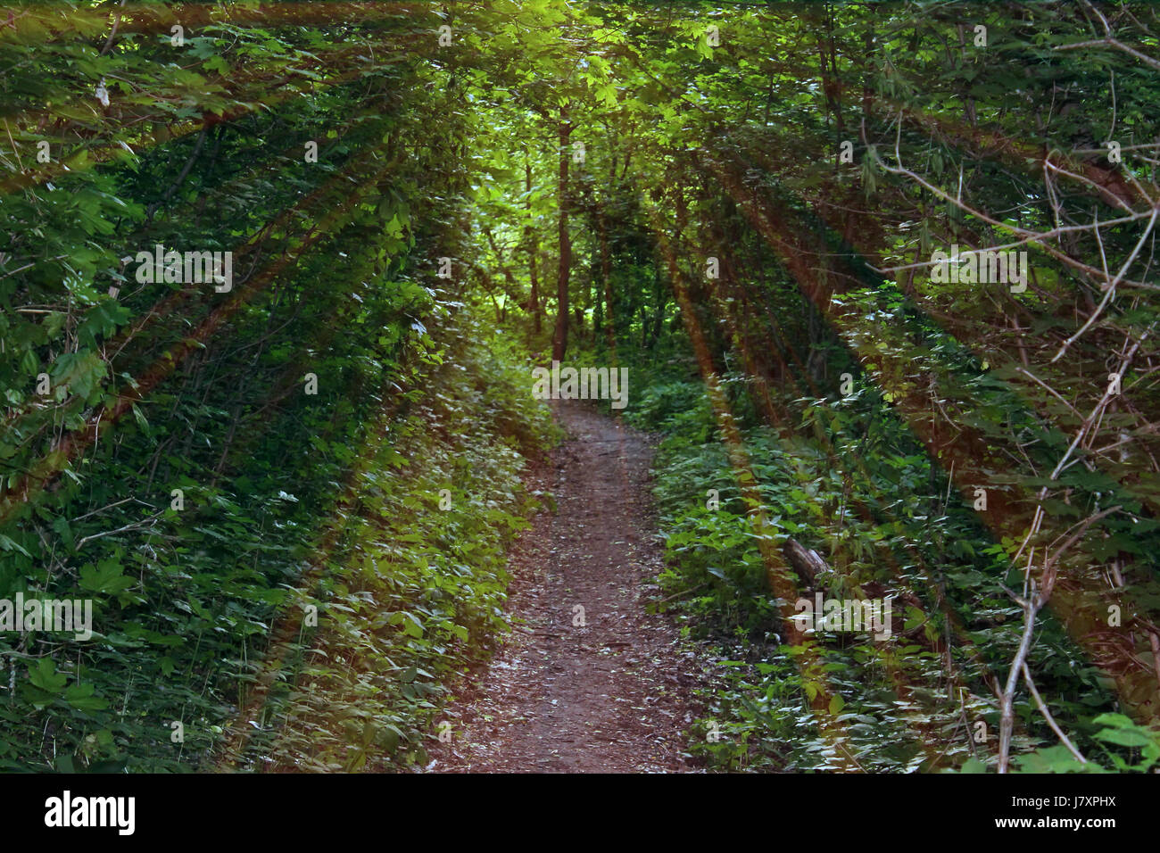 Magical road in the forest. Composition with rays of light Stock Photo ...