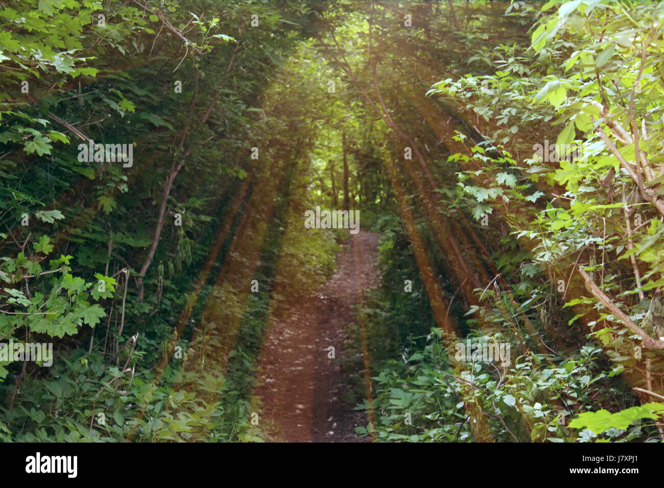 Magical road in the forest. Composition with rays of light Stock Photo ...
