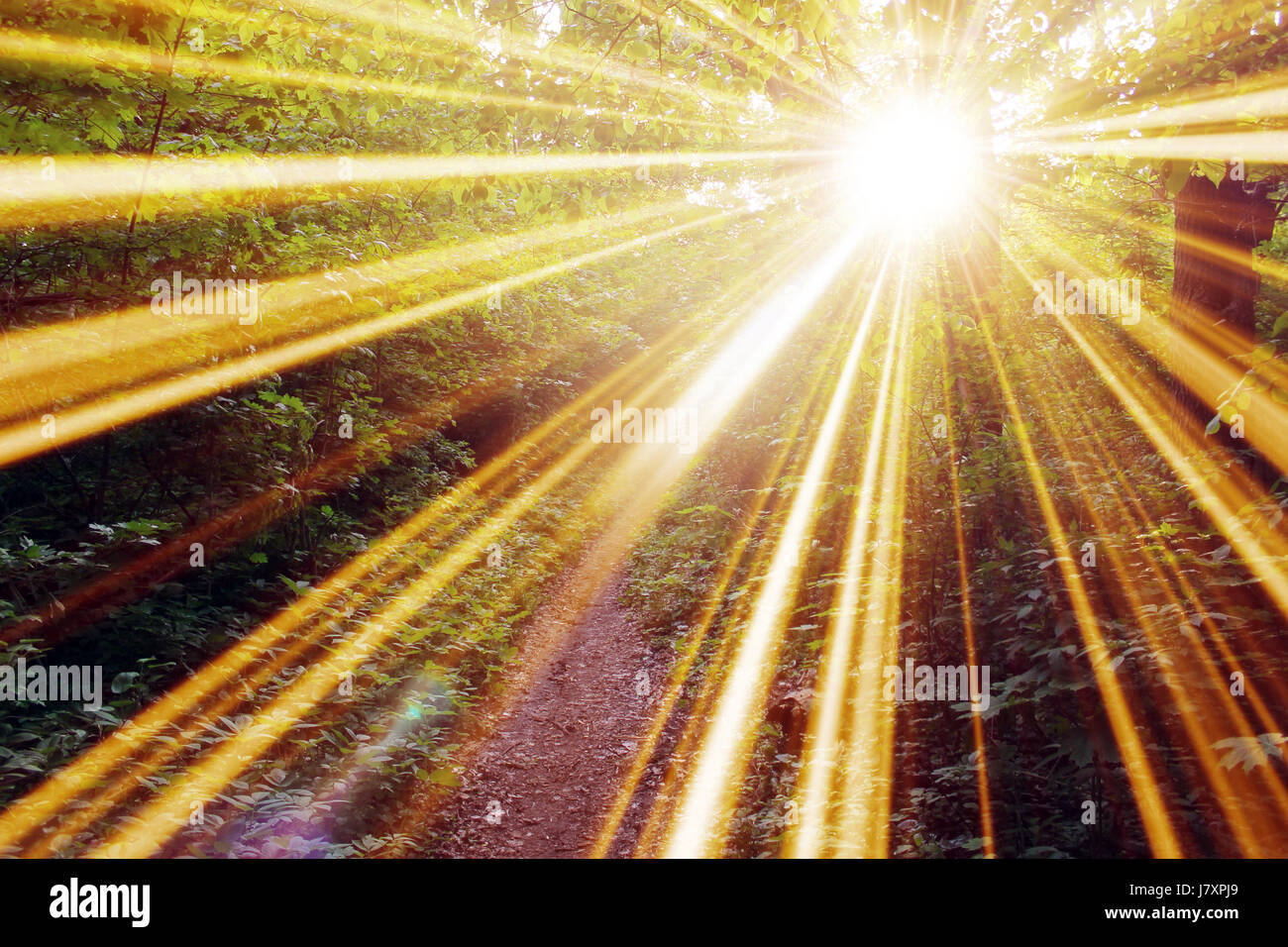 Magical road in the forest. Composition with rays of light Stock Photo ...