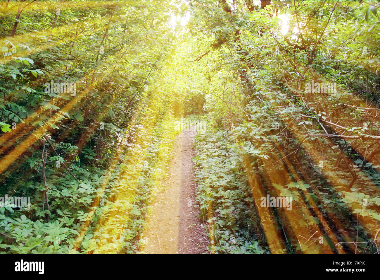Magical road in the forest. Composition with rays of light Stock Photo ...