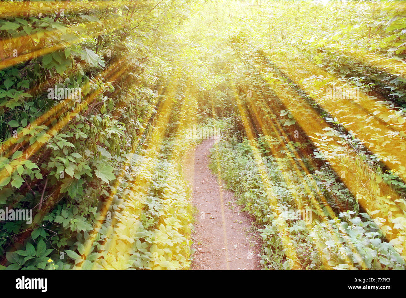 Magical road in the forest. Composition with rays of light Stock Photo ...