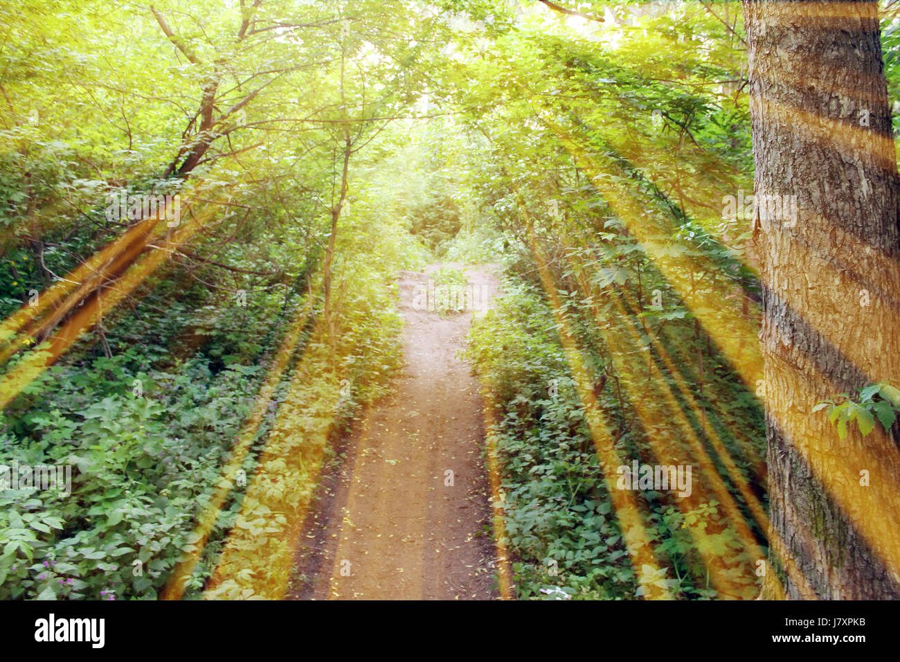 Magical road in the forest. Composition with rays of light Stock Photo ...