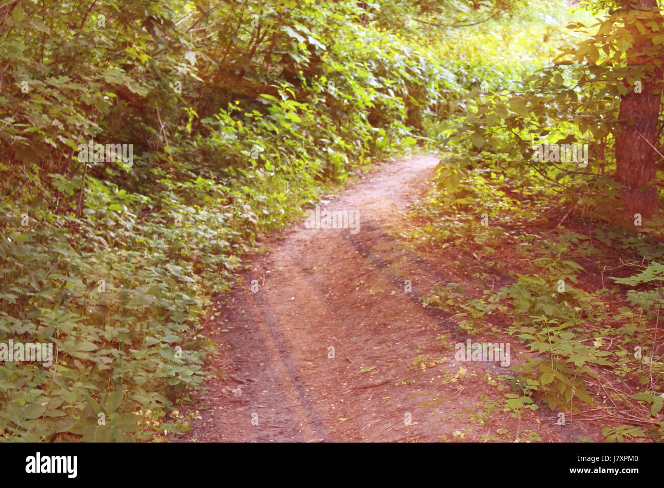 Magical road in the forest. Composition with rays of light Stock Photo ...