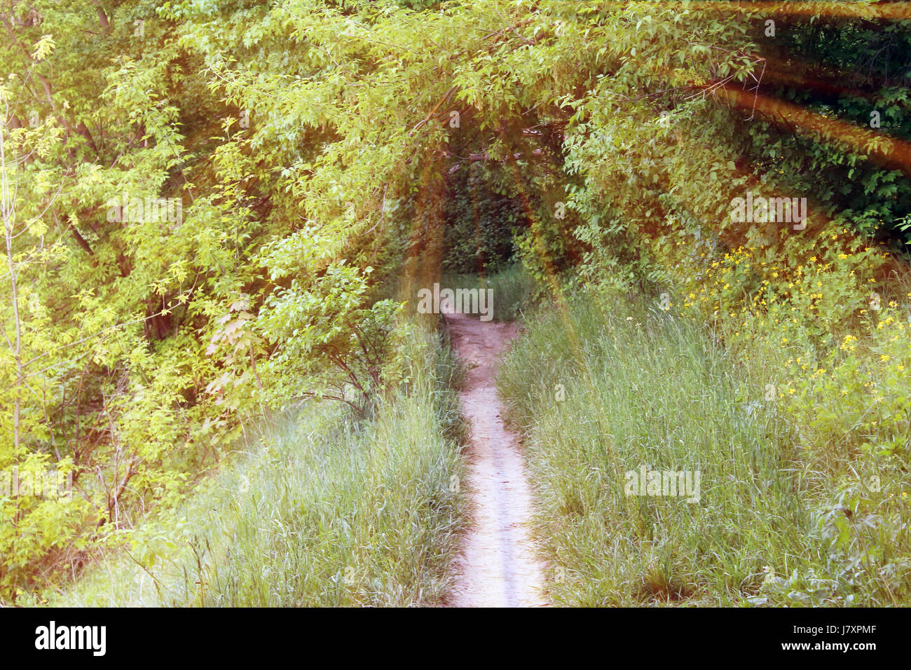 Magical road in the forest. Composition with rays of light Stock Photo ...