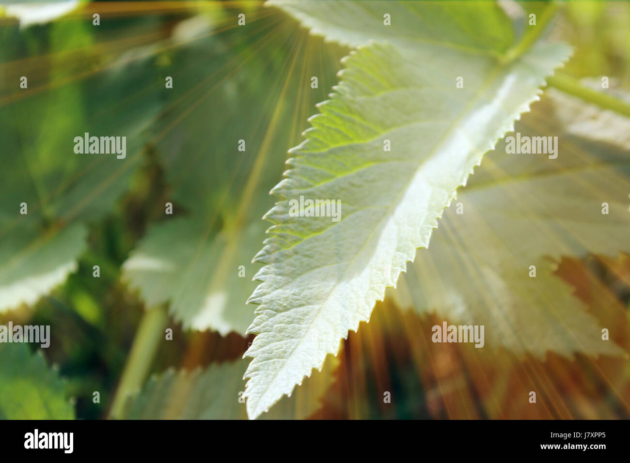 Magic leaves. Composition of leaves and rays Stock Photo - Alamy
