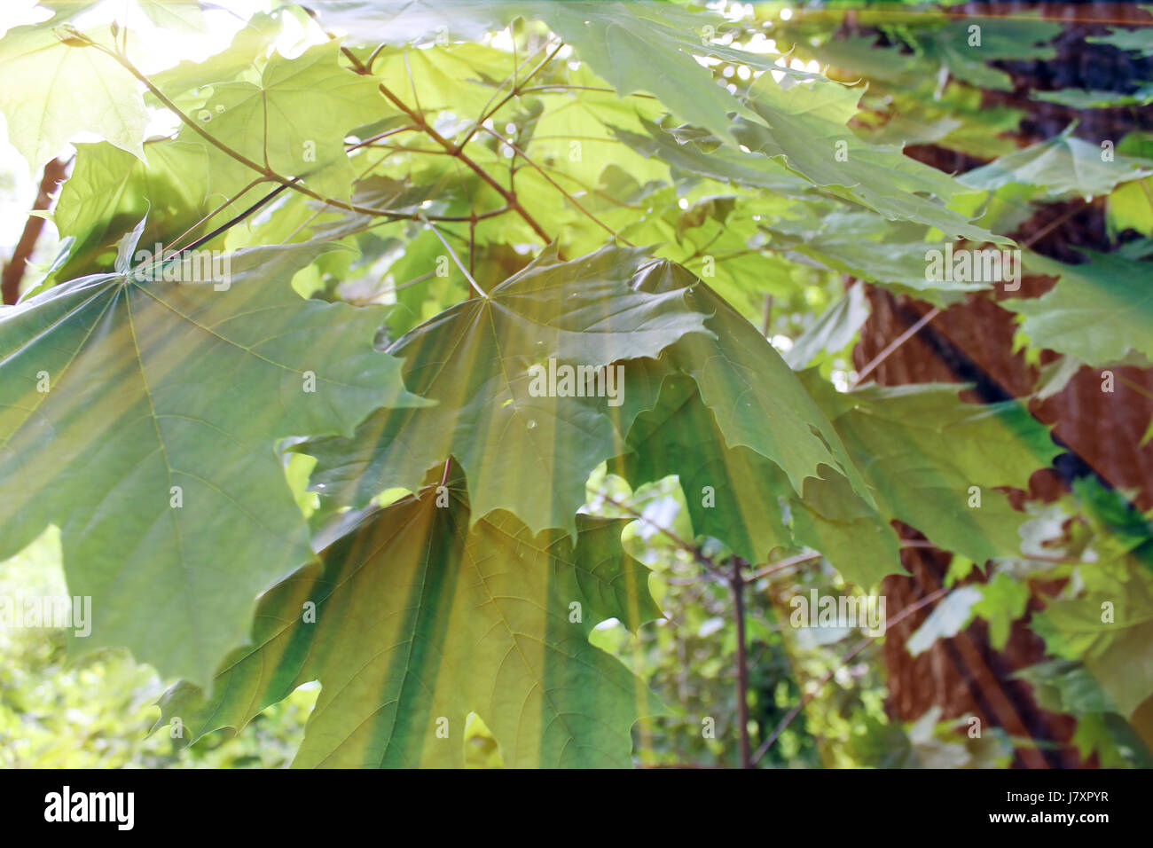 Magic leaves. Composition of leaves and rays Stock Photo - Alamy