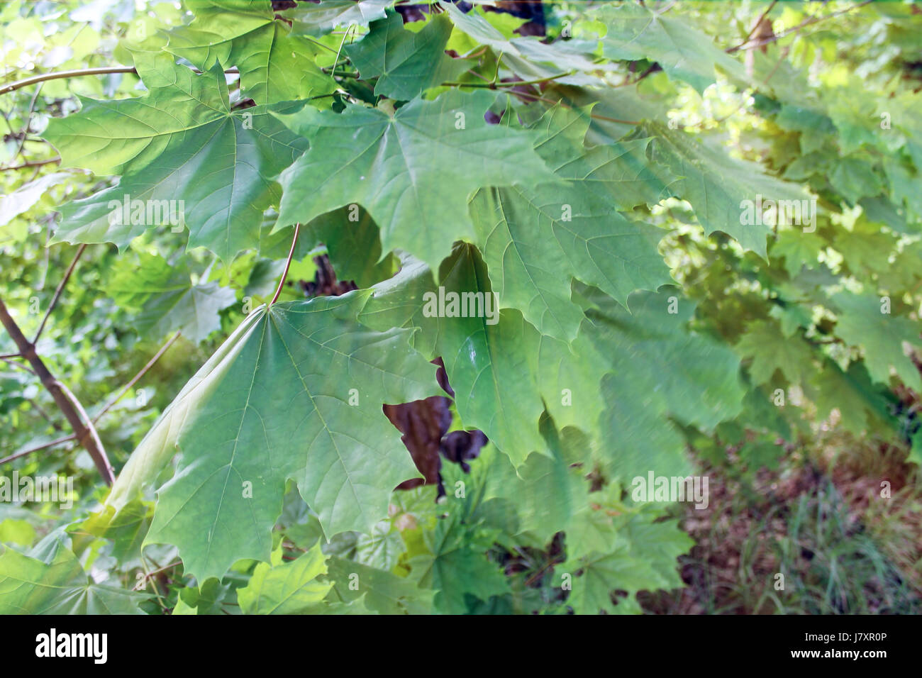Magic leaves. Composition of leaves and rays Stock Photo - Alamy