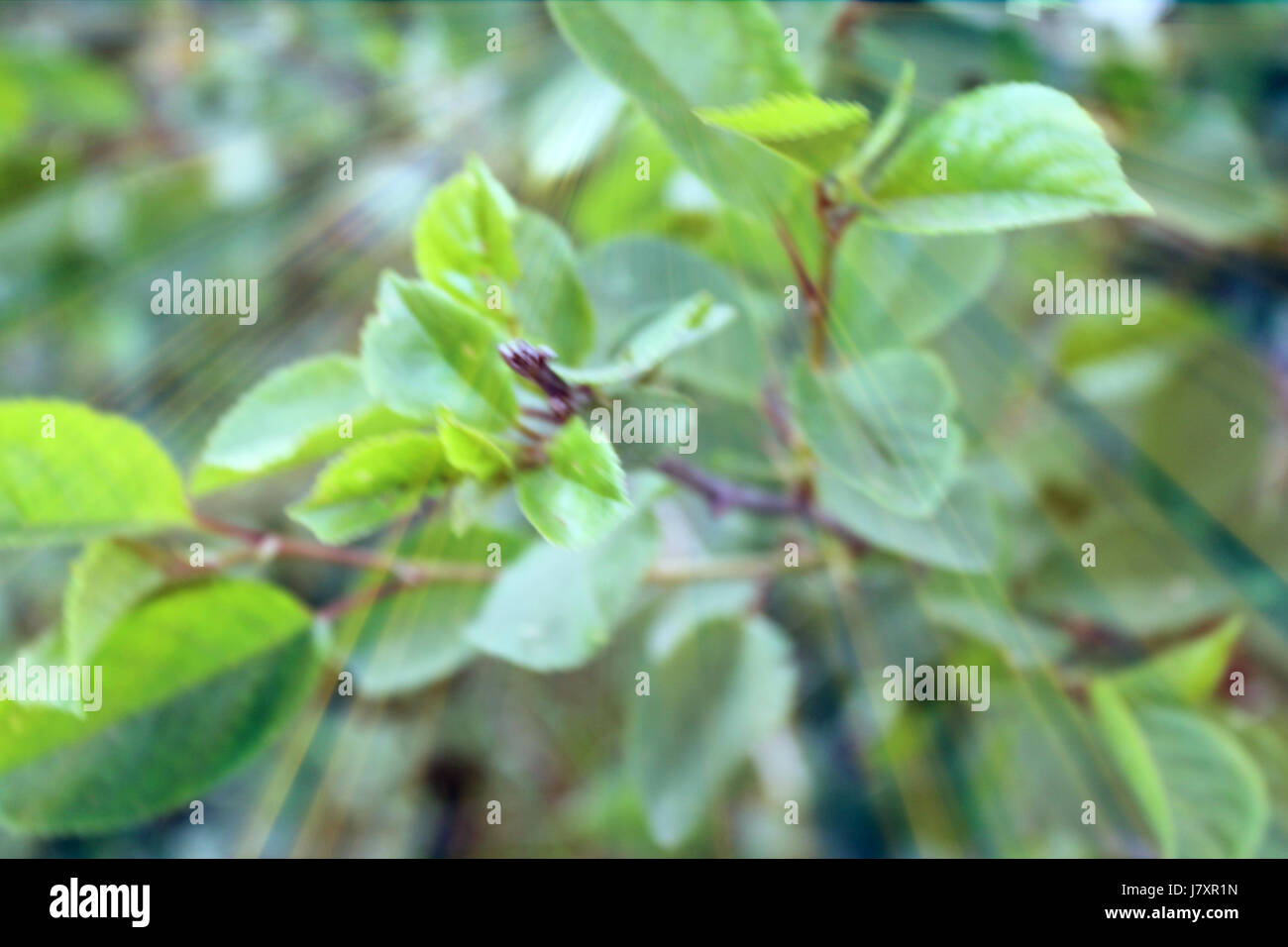 Magic leaves. Composition of leaves and rays Stock Photo - Alamy