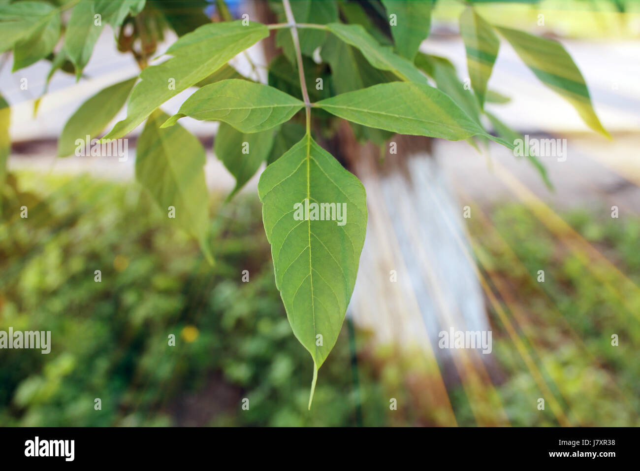 Magic leaves. Composition of leaves and rays Stock Photo - Alamy