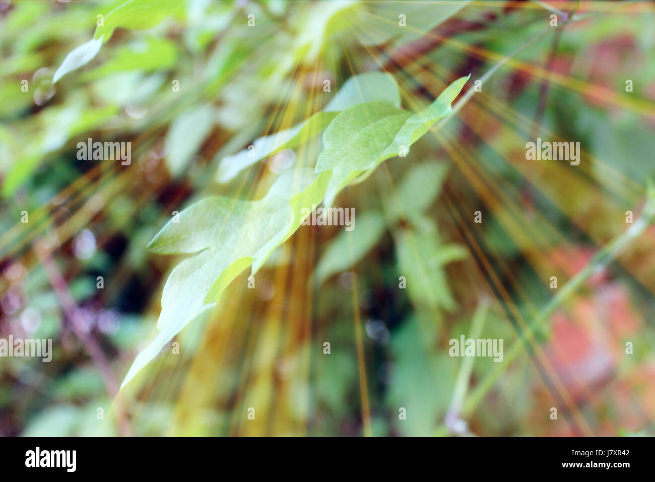 Magic leaves. Composition of leaves and rays Stock Photo - Alamy